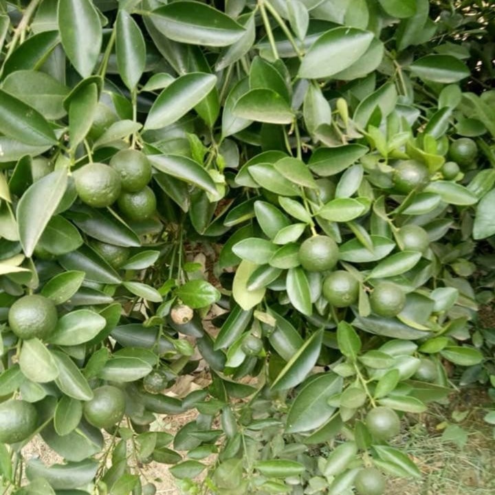 Calamansi or KALAMANSI at 35.00 from Quezon City. | LookingFour Buy ...