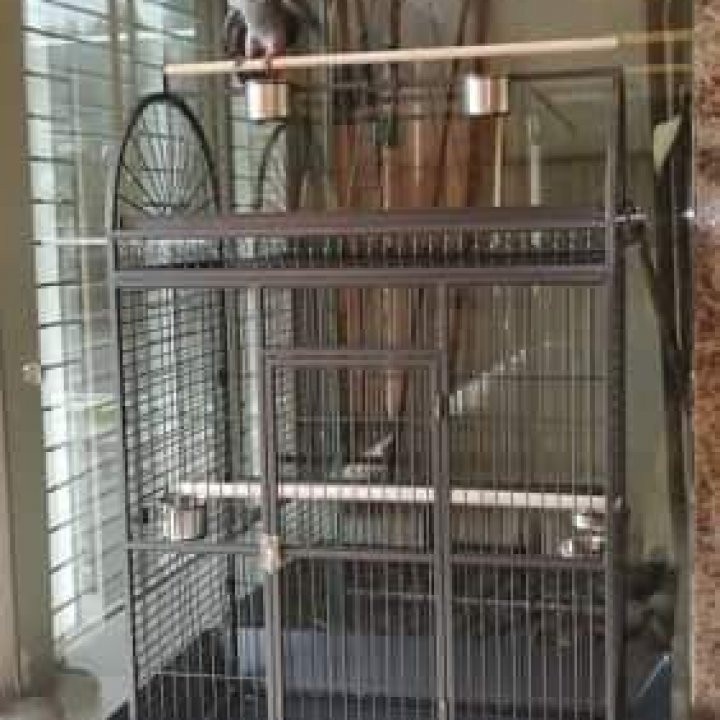 Heavy Duty Bird Cage For Parrot And Love Birds At 1850000 From Pasay City Lookingfour Buy
