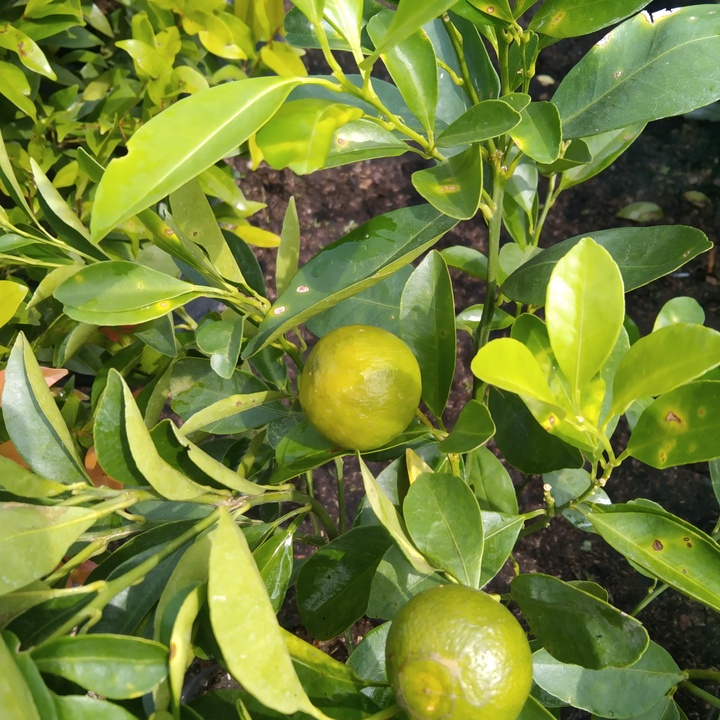 Kalamansi Plant at 180.00 from City of Malolos (Capital), Bulacan ...