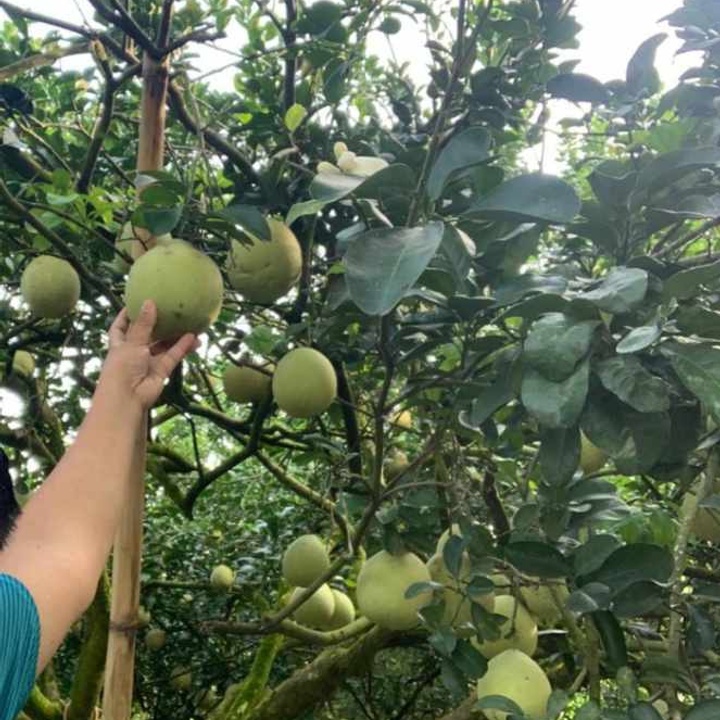 Davao Pomelo at 180.00 from City of Mandaluyong. | LookingFour Buy ...