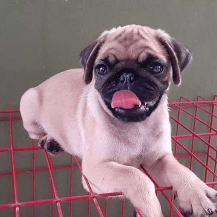 PUG PUPPIES FOR SALE MANILA 09457024296..... at 12500.00 from City of ...