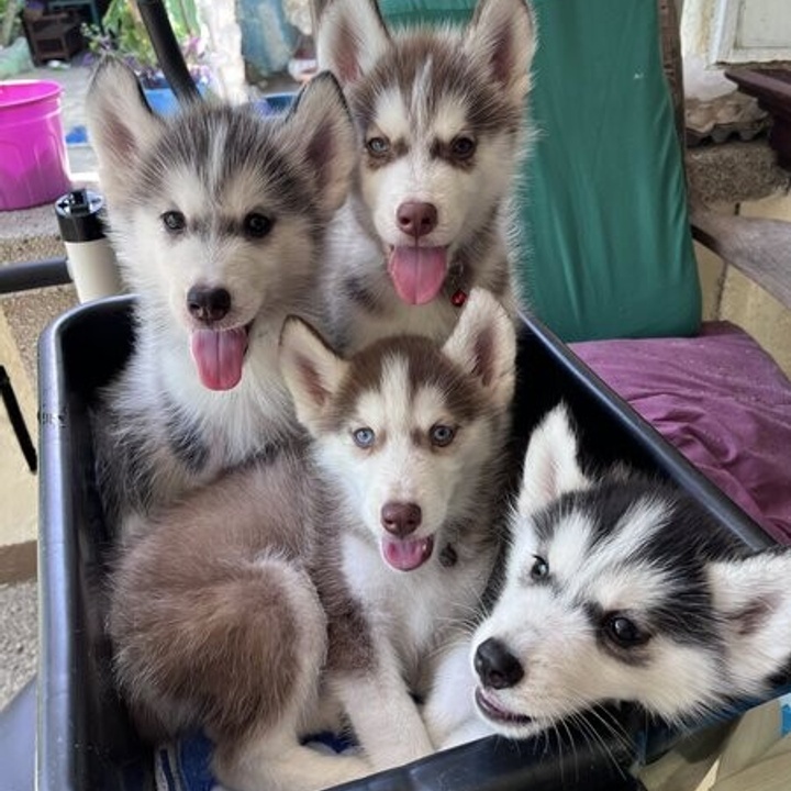 Super adorable Siberian Husky puppies. at 5000.00 from City of Manila ...