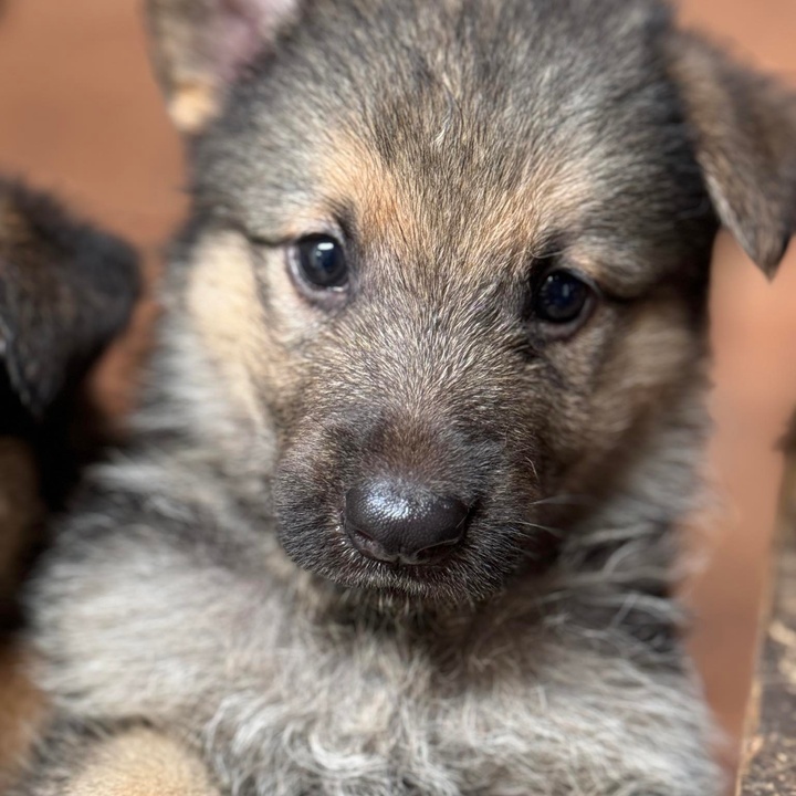 GSD puppiess at 15000.00 from Polomolok, South Cotabato. | LookingFour ...