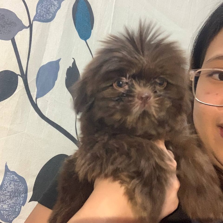 Pure shih Tzu dark choco liver line,liver nose at 5000.00 from Pasay ...